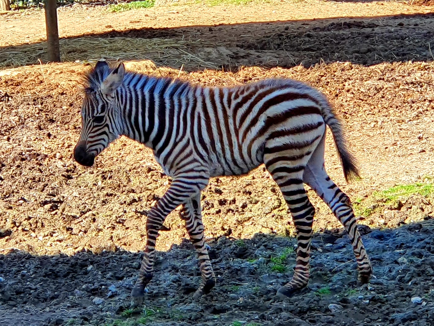 Predložite ime za zagrebačku zebricu, najbolje će odabrati vatrogasci ...
