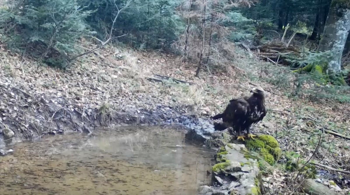 VIDEO: Na Plitvicama nakon 70 godina snimljen suri orao, strogo ...